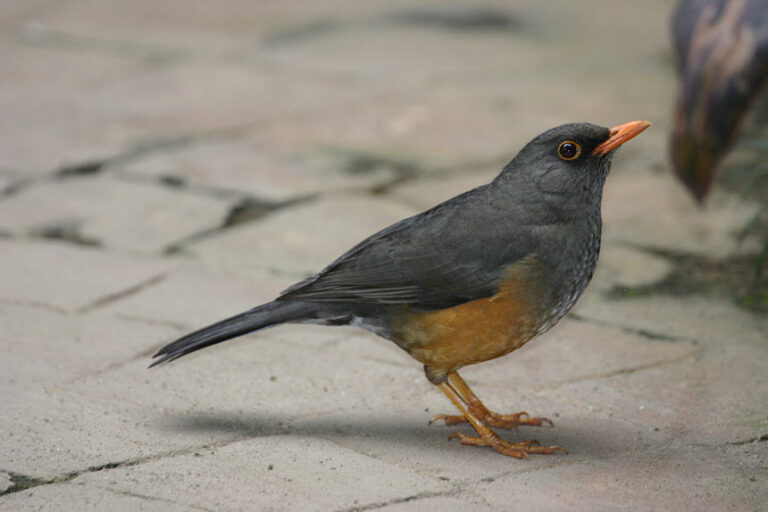 Подсемейство Дрозды (Turdinae): Описание, Миграции и Особенности видов