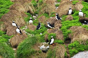 Спасение тупиков: борьба с исчезновением морских попугаев