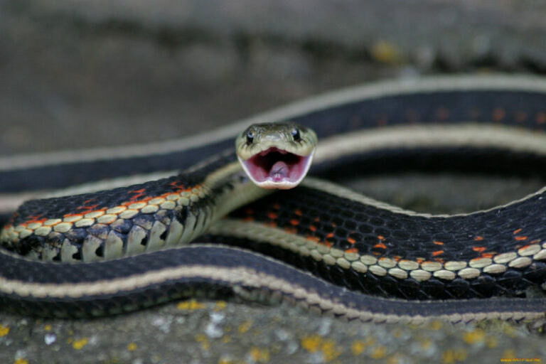 Разнообразие змей в Израиле: основные виды и их опасность для туристов