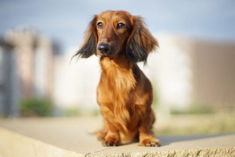 Длинношерстная такса: все, что нужно знать о любимой породе собак